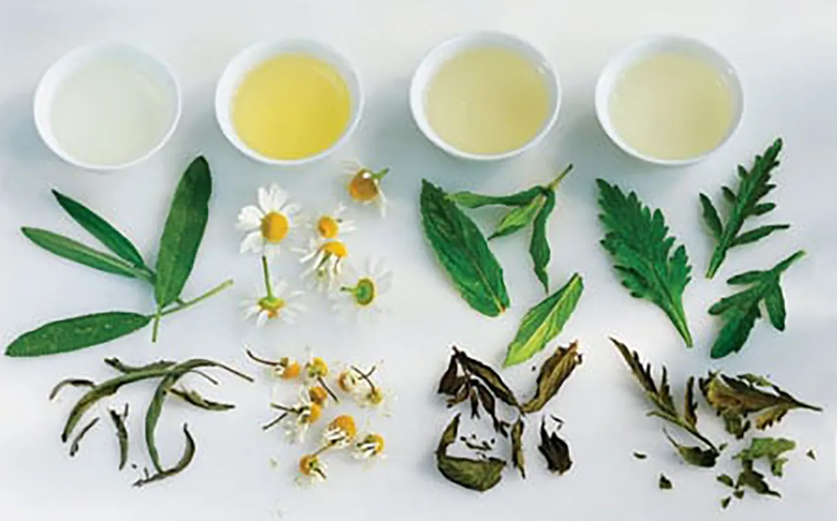 A Guide to the Herbs in Your Tea | QNET India