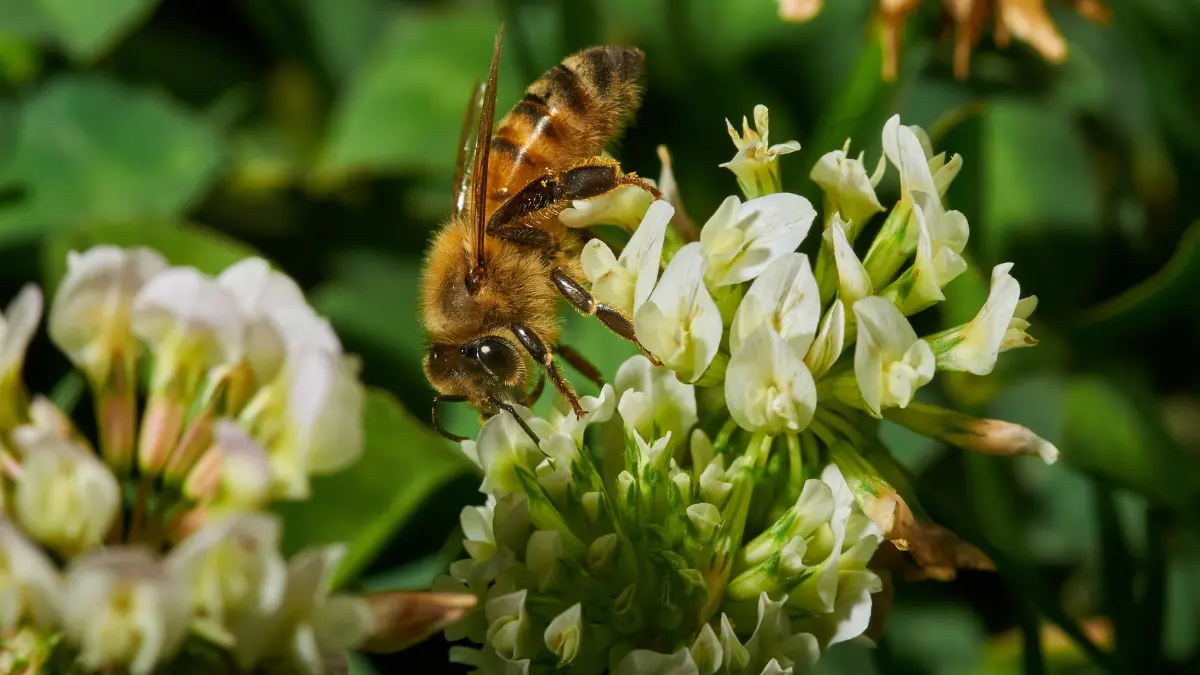 World Bee Day 2025: Why Bees Matter and How Monofloral Honey Supports ...